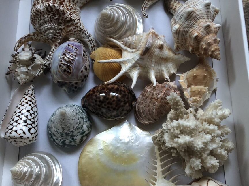 Ракушки для морского аквариума