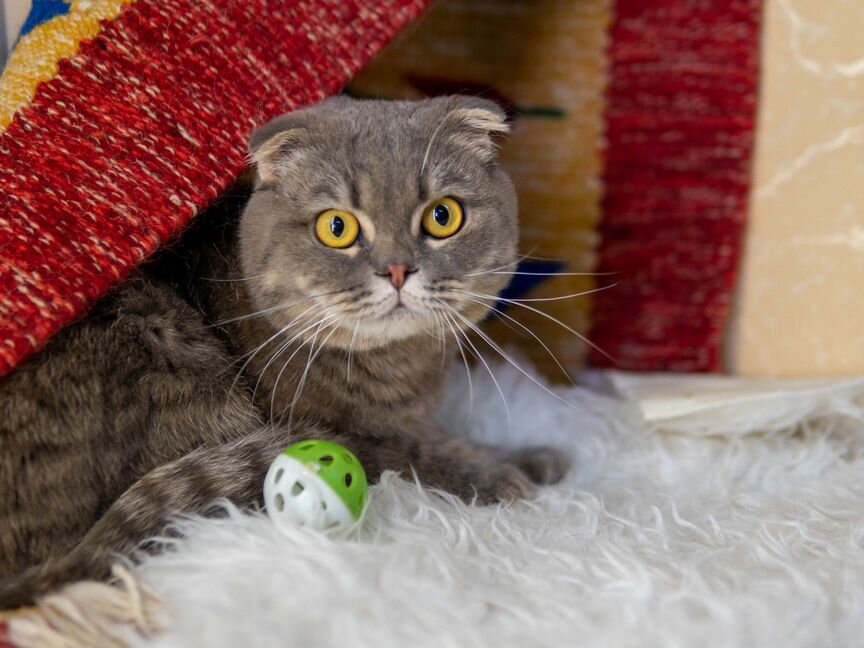 Красавец Марио в добрые руки