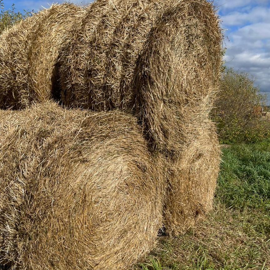 Сено соломы рулонах