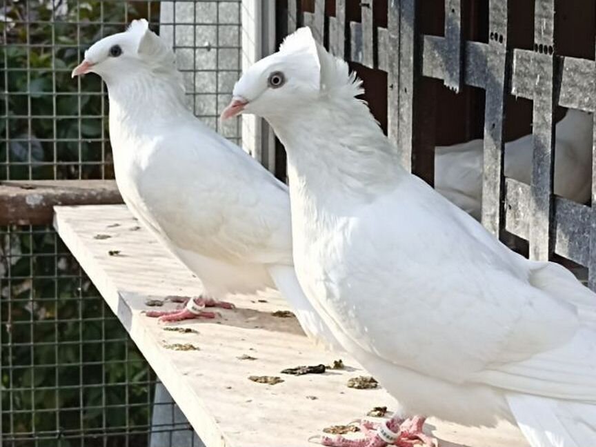 Гданьские соколы