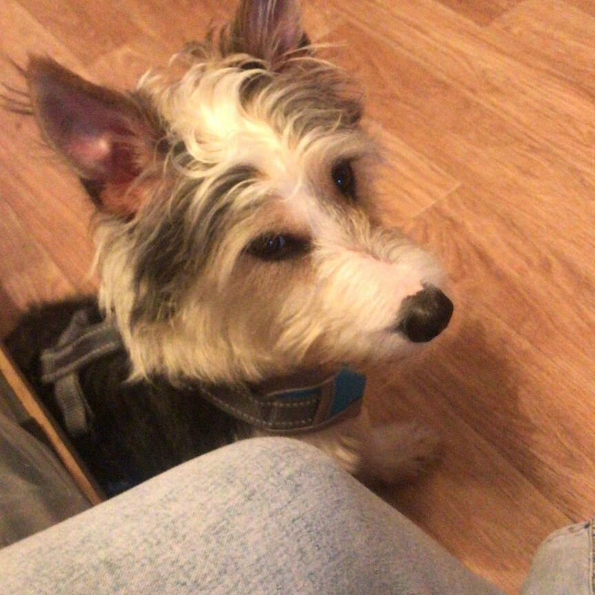 Собака в добрые руки отдам бесплатно