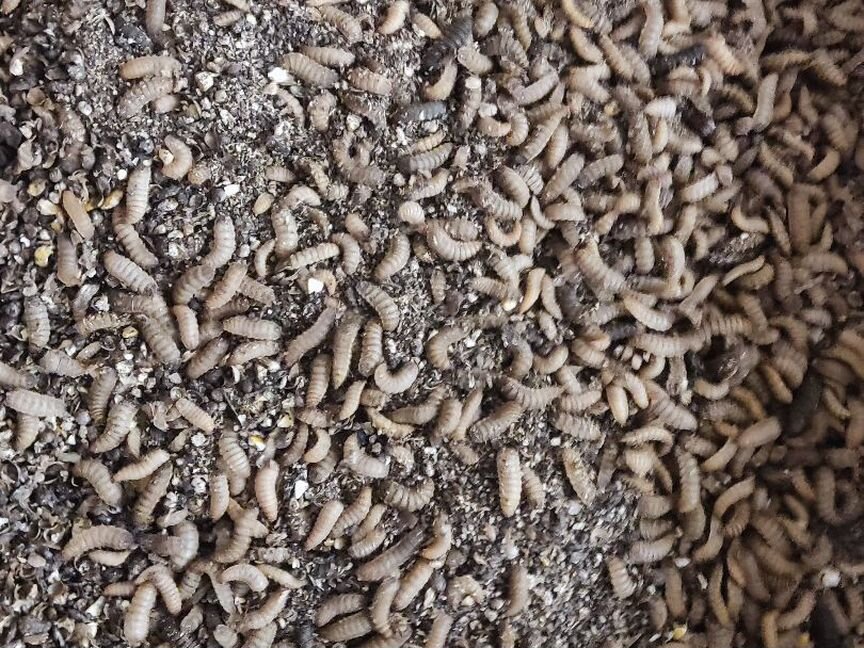 Личинки черной львинки яйцо предкуколка