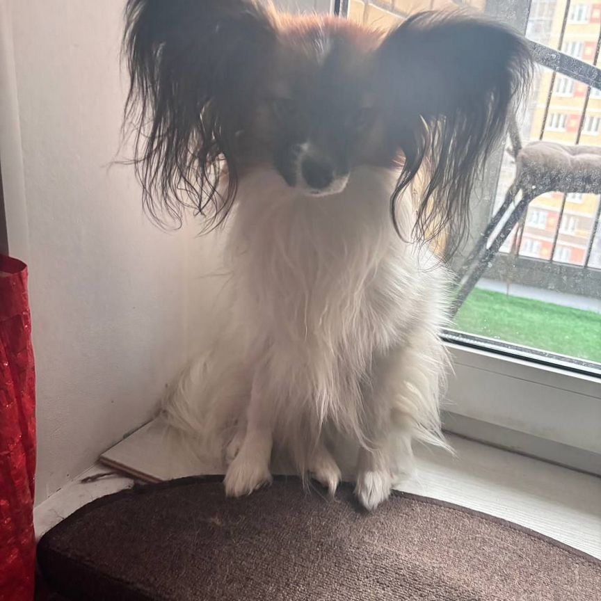 Отдам в добрые руки