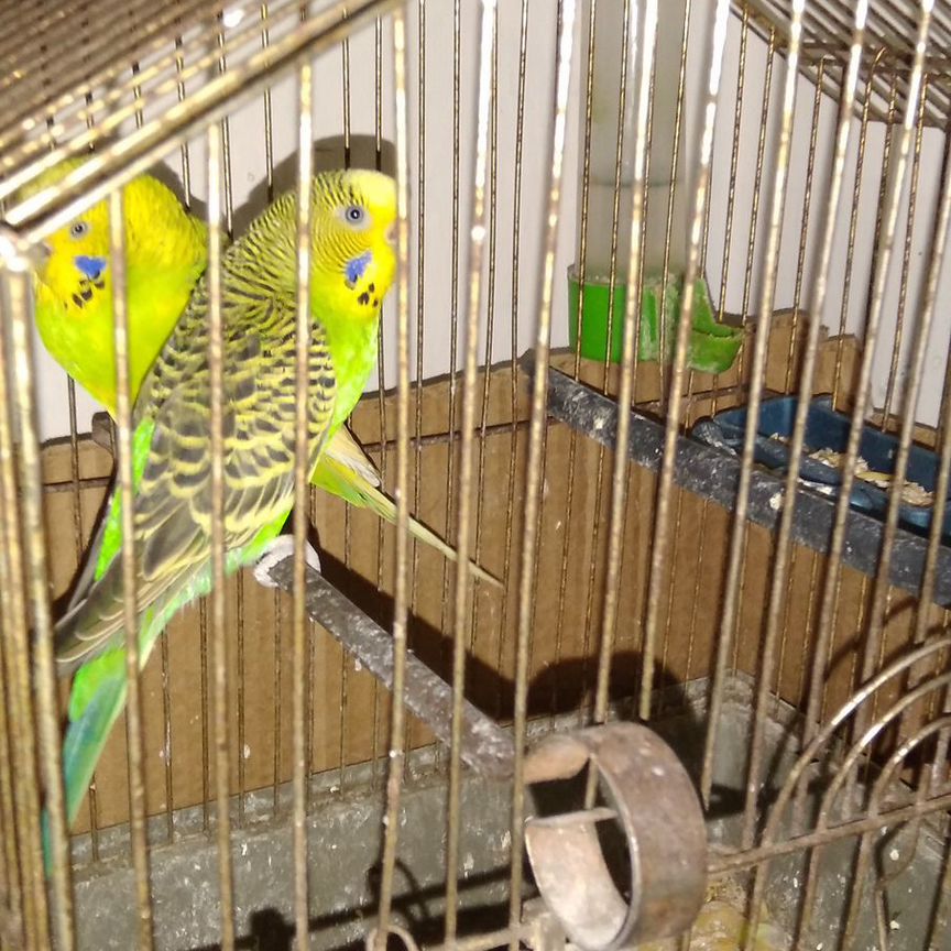 Волнистые попугаи