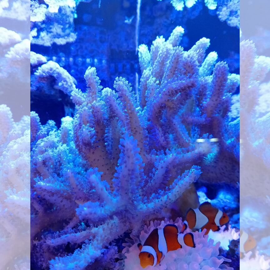 Морские кораллы