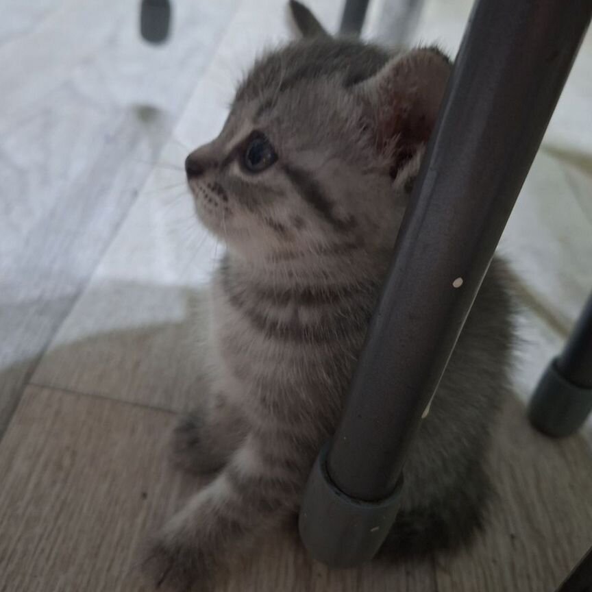 Британский короткошёрстный котёнок
