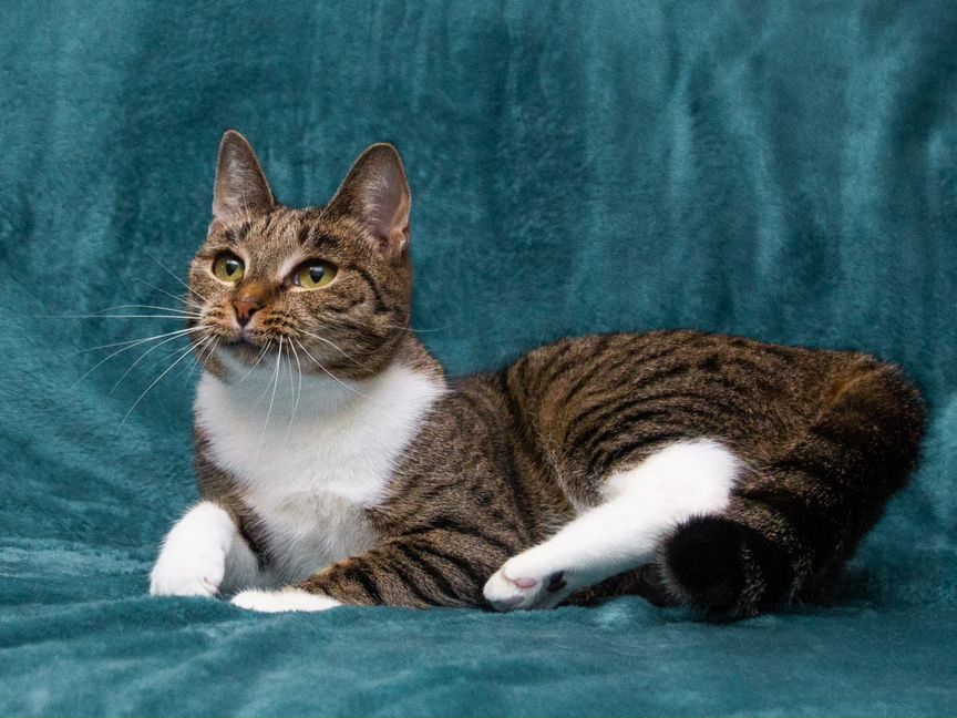 Кошечка Лиса изящная и красивая