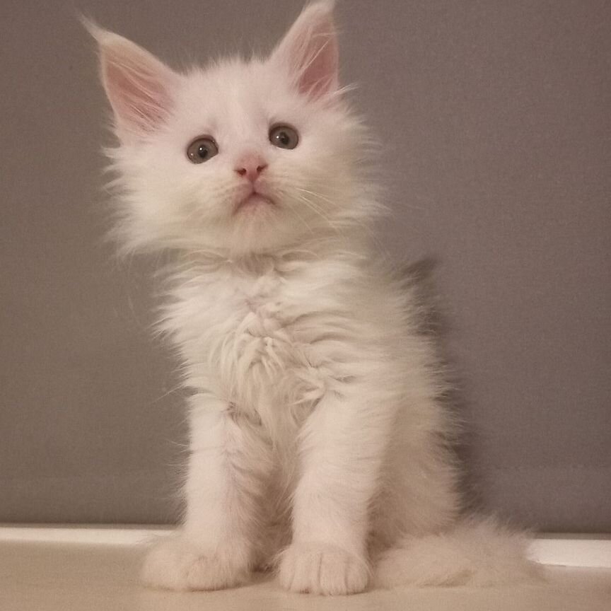 Мейн-кун котёнок