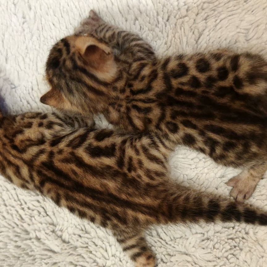 Бенгальские малыши