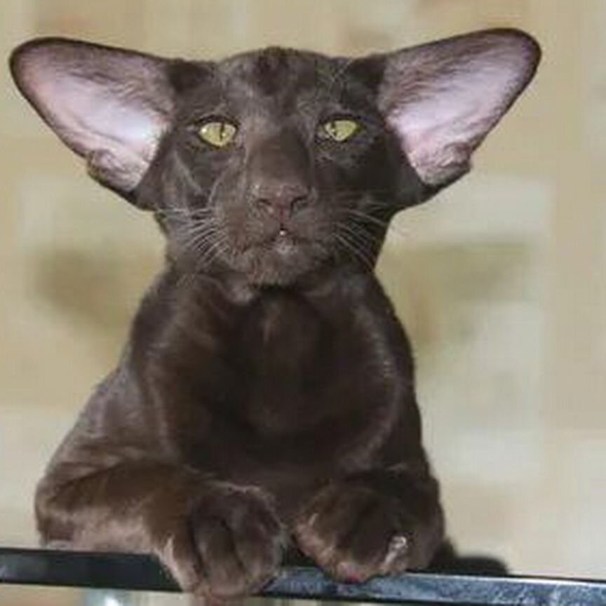 Ориентальный котёнок