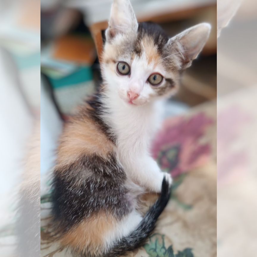 Донской сфинкс