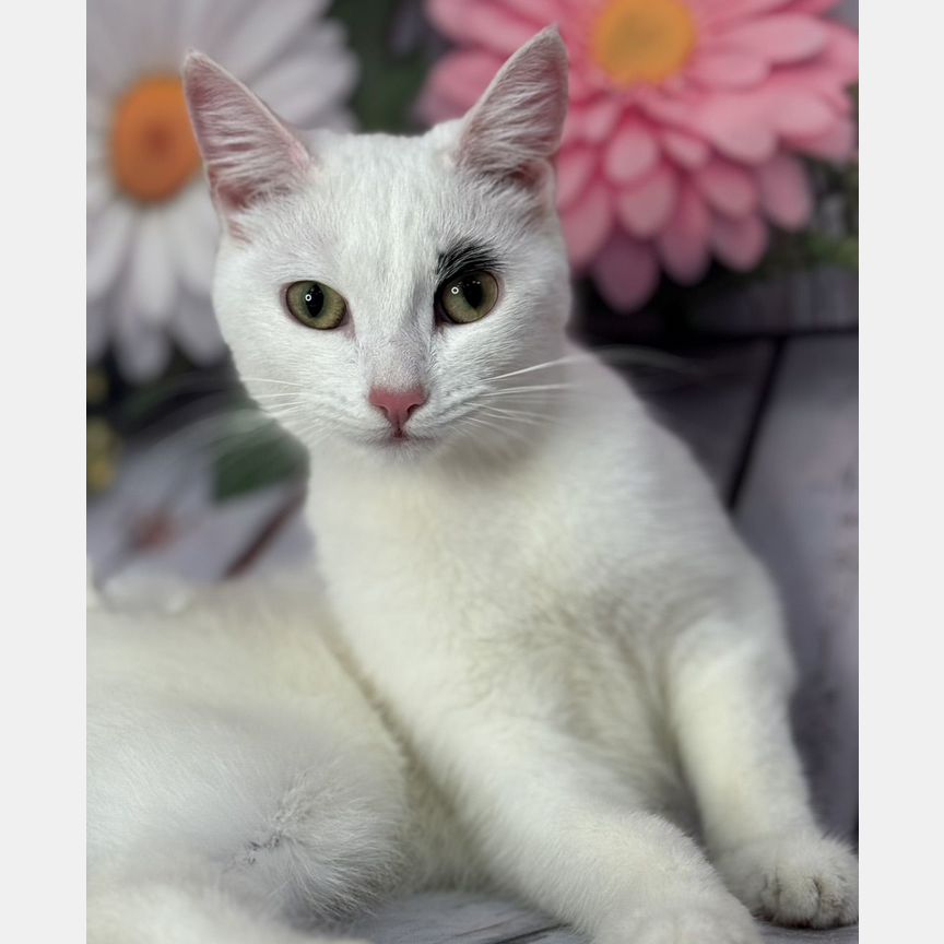 Молодая кошечка
