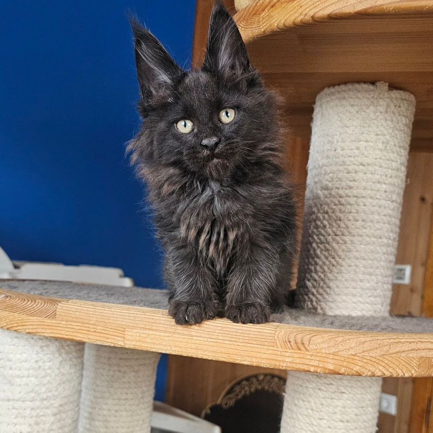 Котята мейн-кун