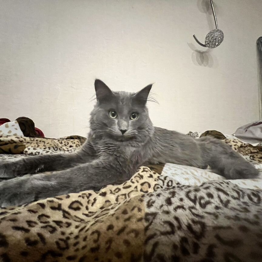 Отдам кота в добрые руки бесплатно