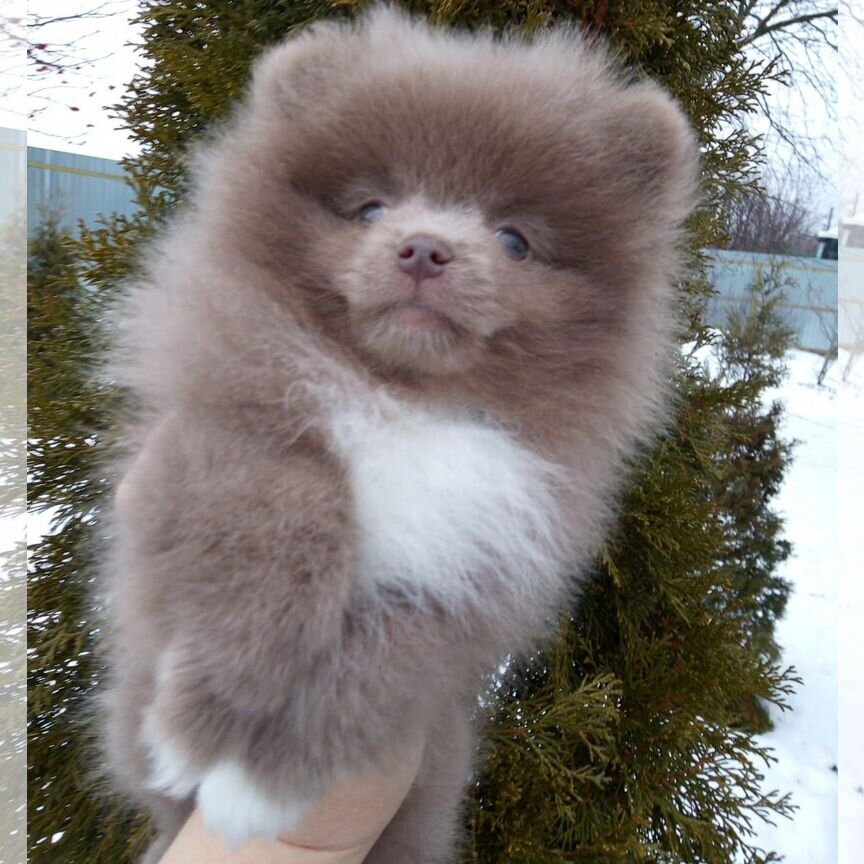 Мини девочка померанского шпица