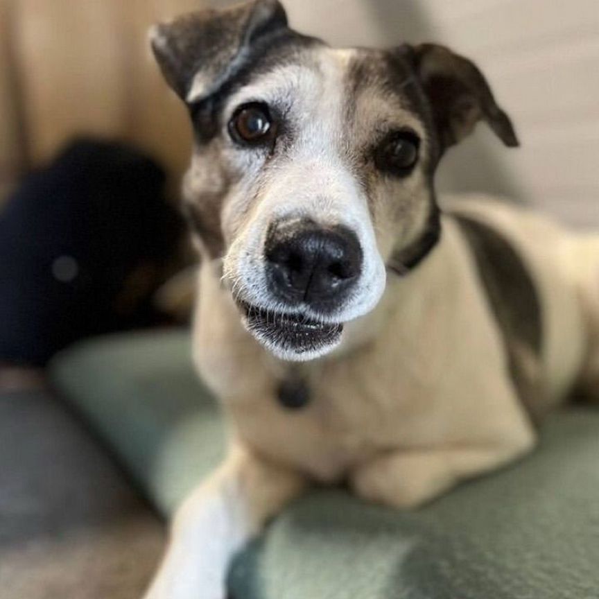 Взрослая собака в добрые руки