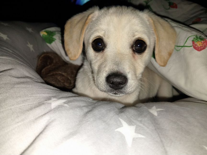 Отдам в добрые руки