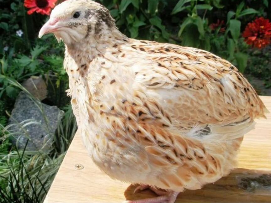 Перепелки несушки