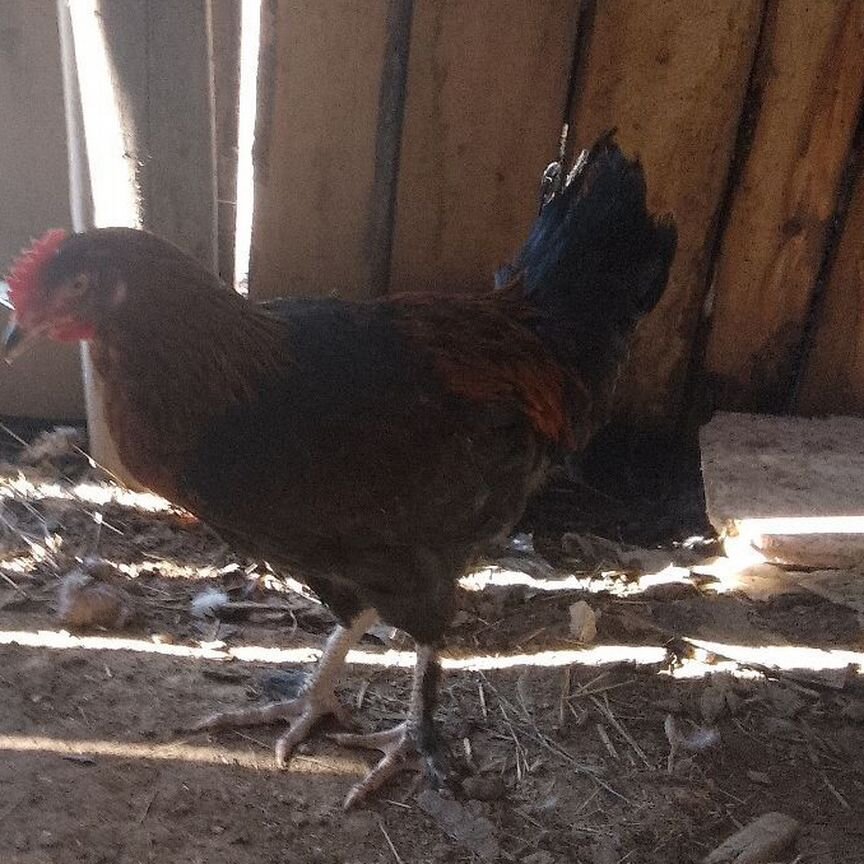 Куры породы маран