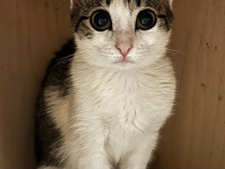 Котенок Элли
