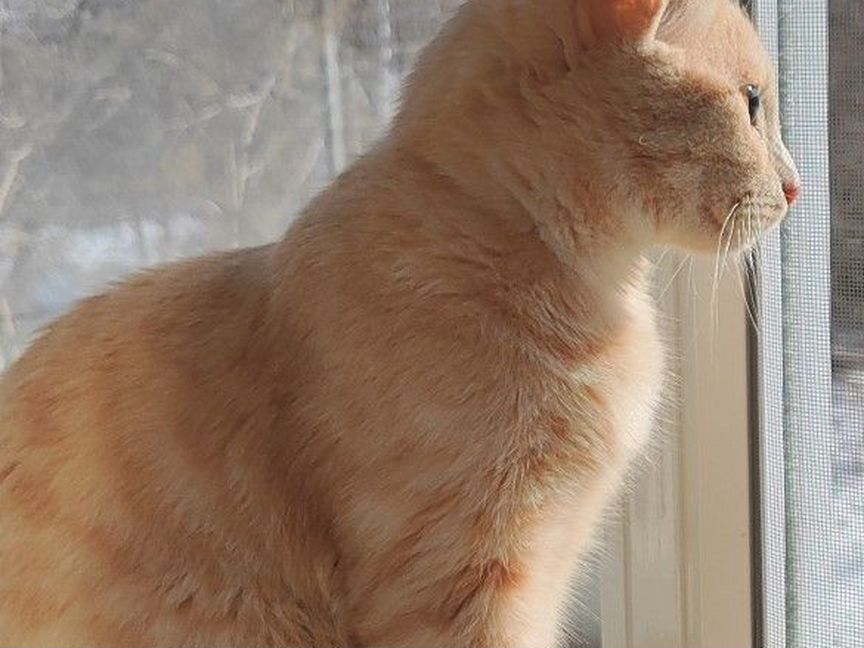 Котенок в добрые руки