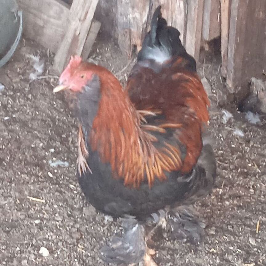 Петухи брама