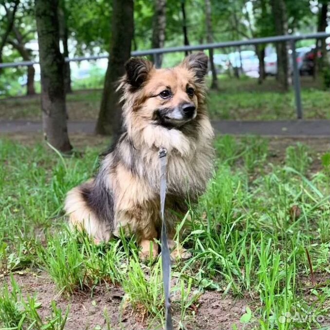 Маленький Тобби в самые добрые руки