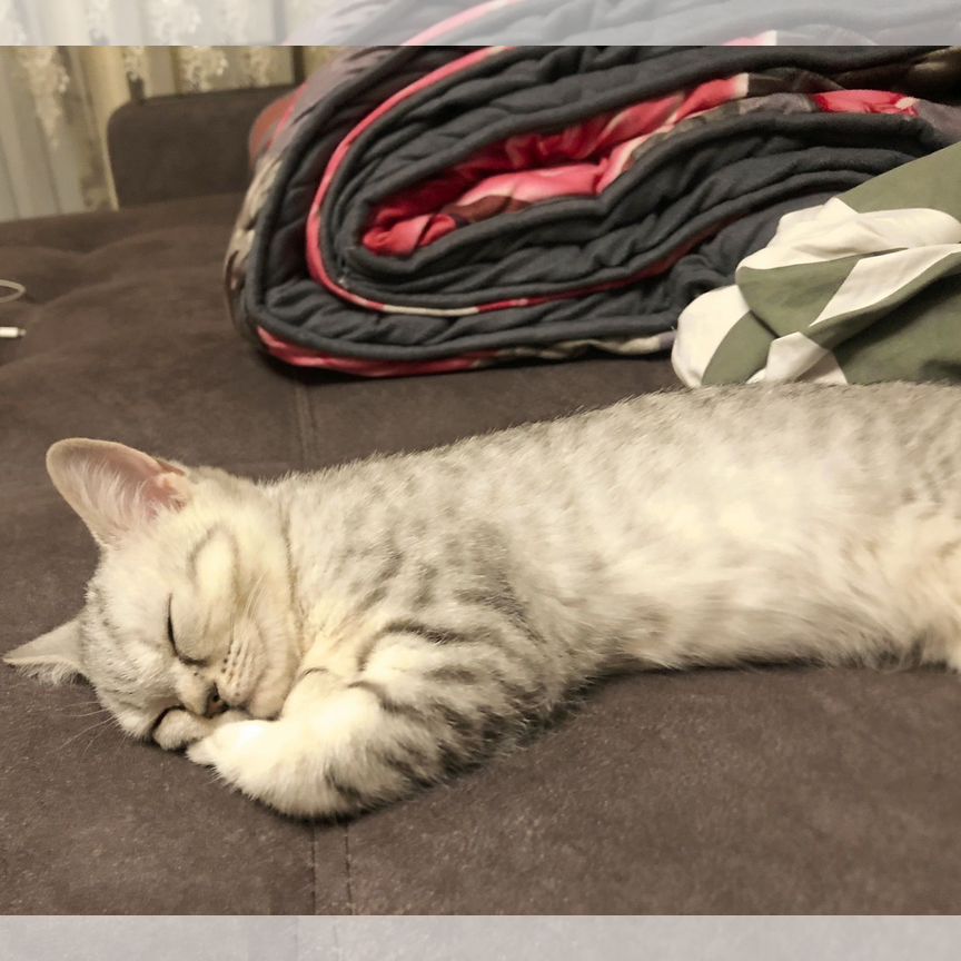 Бенгальские котята бесплатно