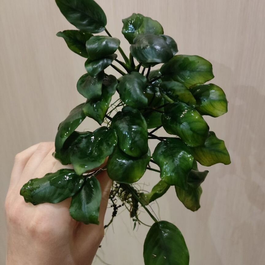 Анубиас большой