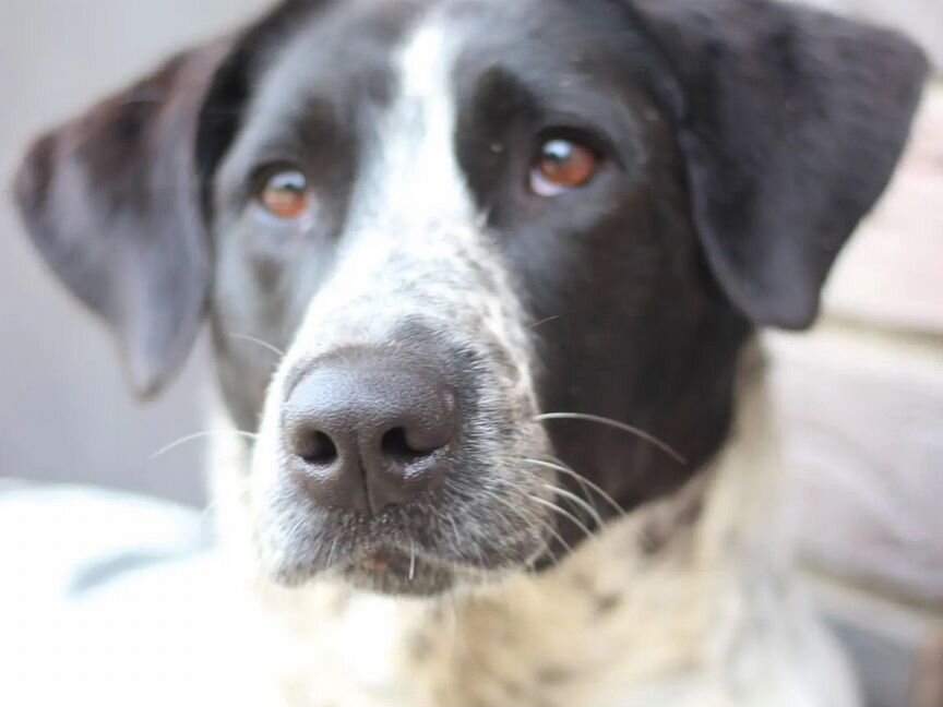 Собака метис курцхара в добрые руки