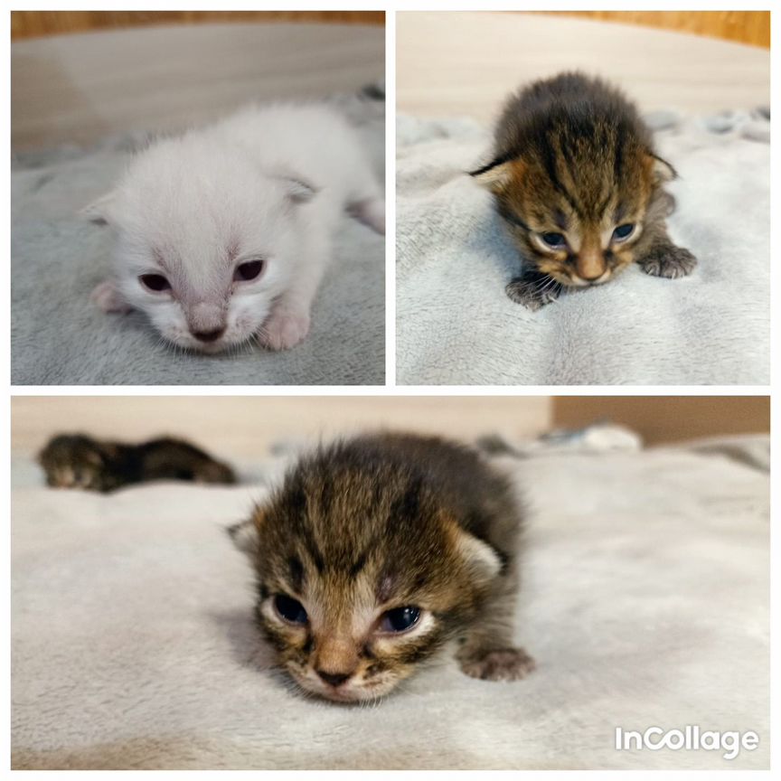 Котята в добрые руки даром Искитим