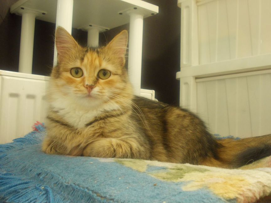 Кошка домашняя