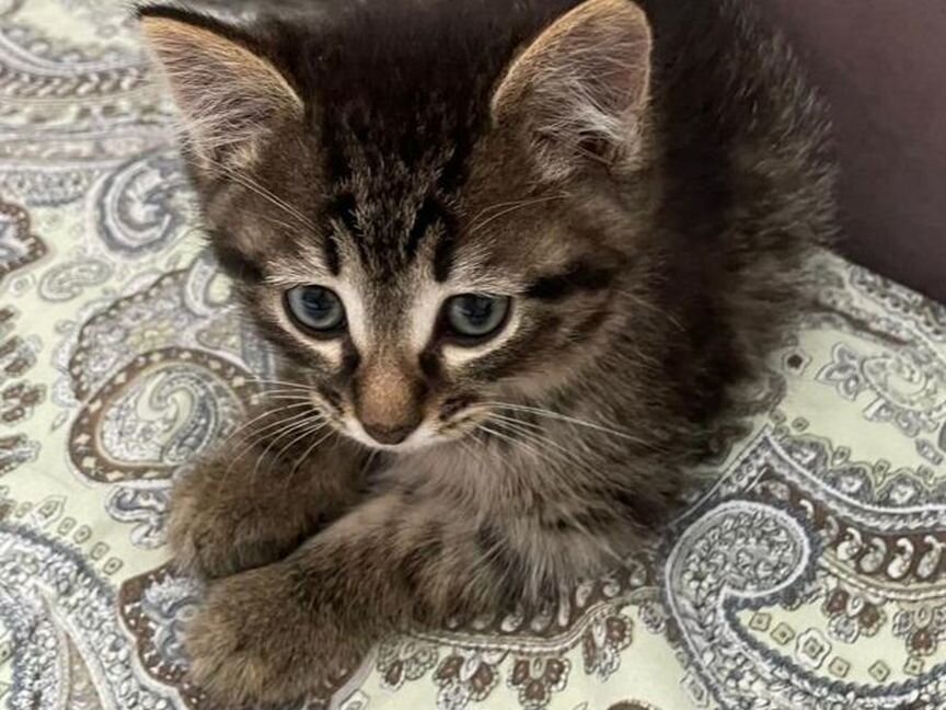 Котята в добрые руки мальчики