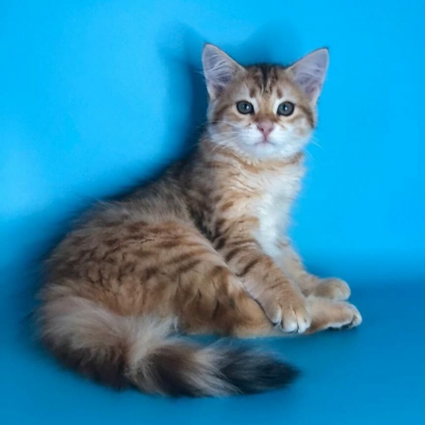 Сибирские котята