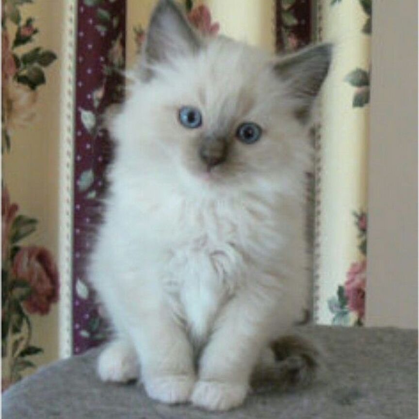 Котёнок от частного владельца