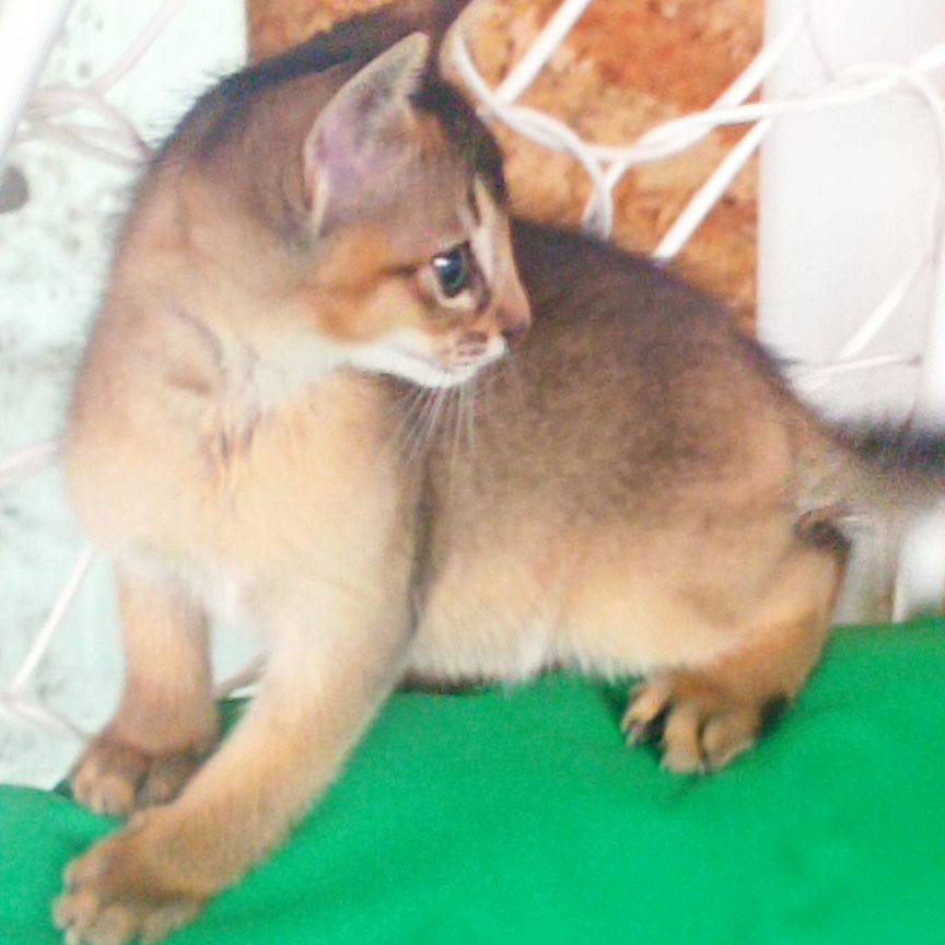 Абиссинский котёнок