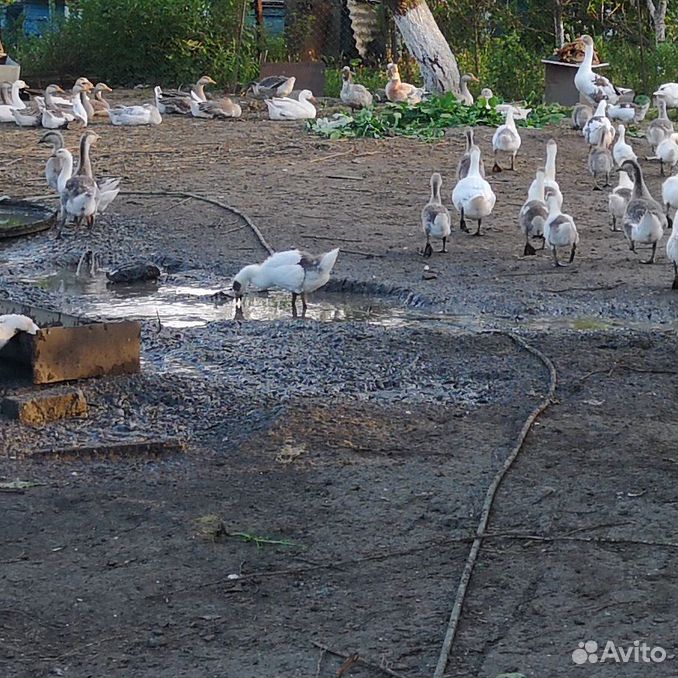 Гуси и гусята