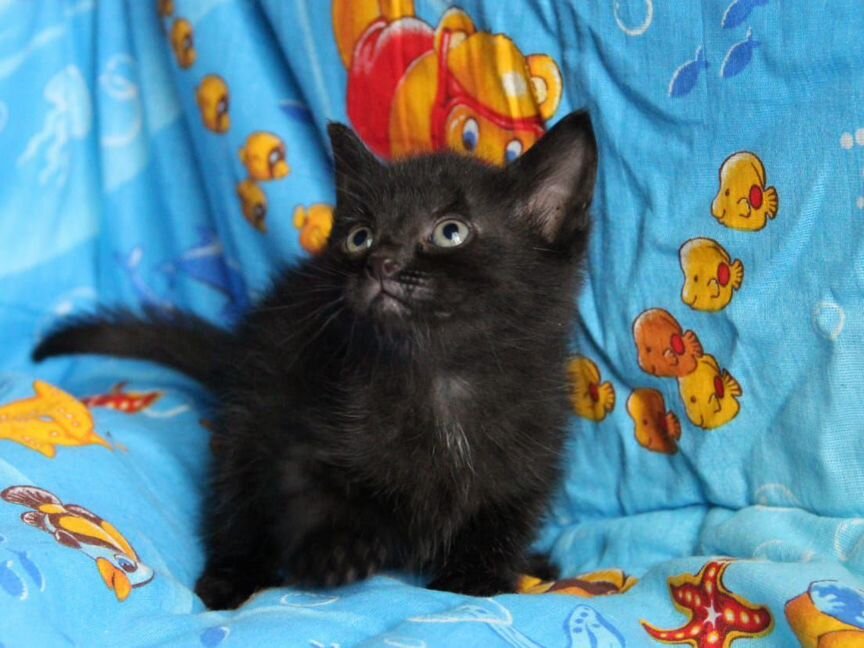 Ягодка черничка котенок девочка