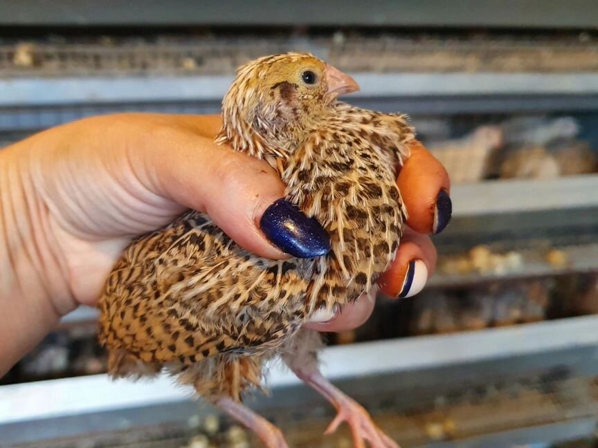 Клетки для перепелов бу