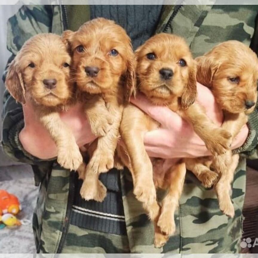 Английский кокер-спаниель, щенок