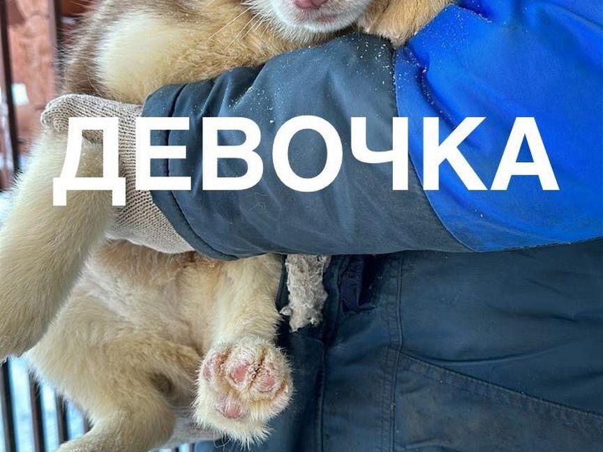 Щенки сибирской хаски