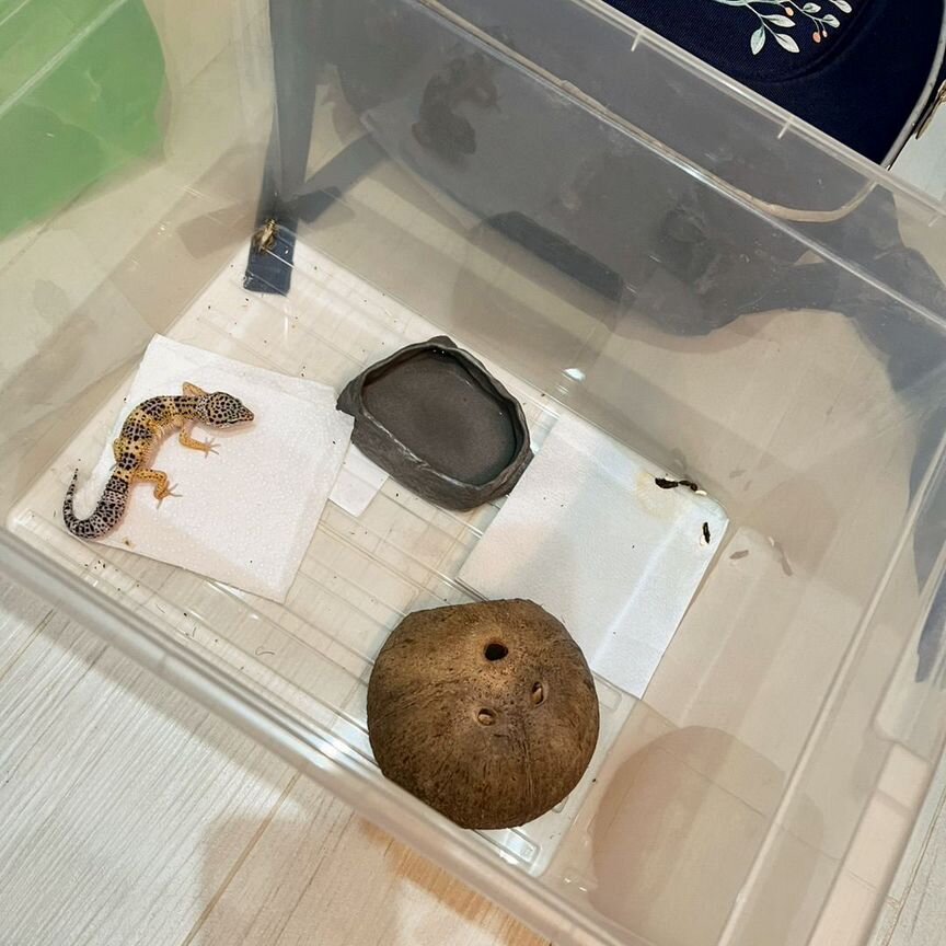 Гикон, поилка, домик, контейнер