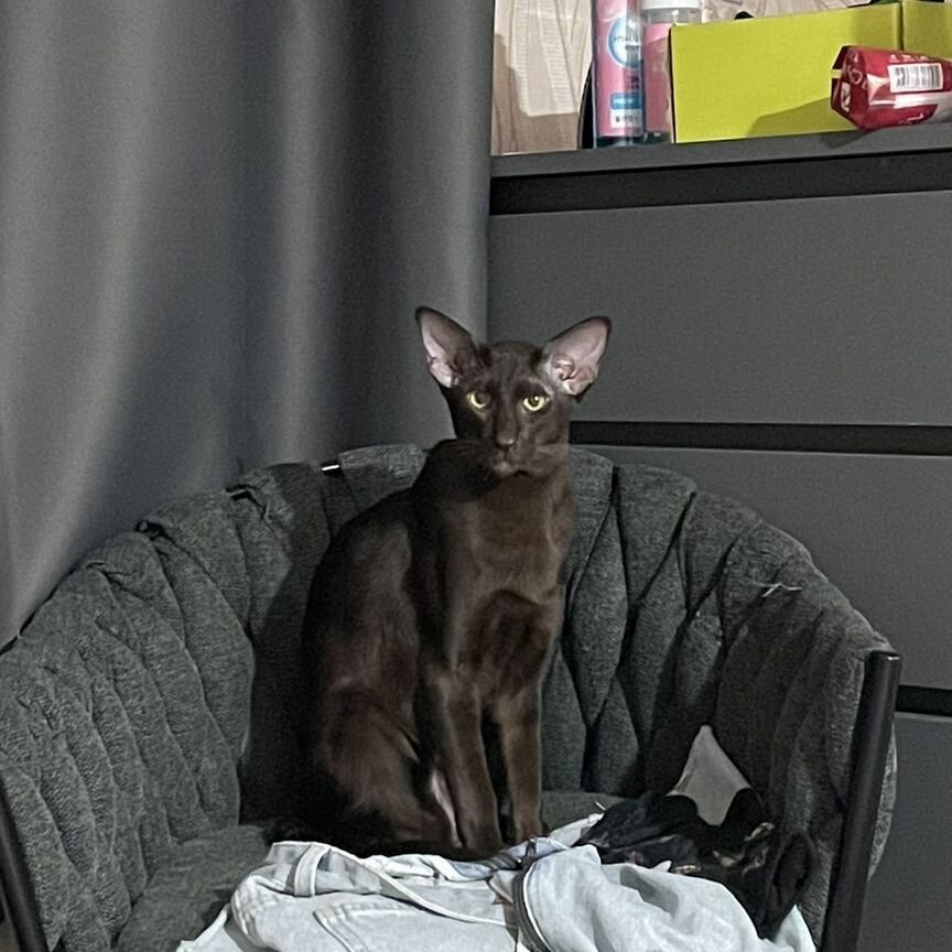 Оринтальный кот на вязку