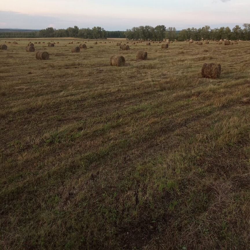 Сено в тюках с поля