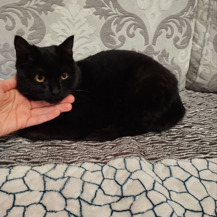 Котик
