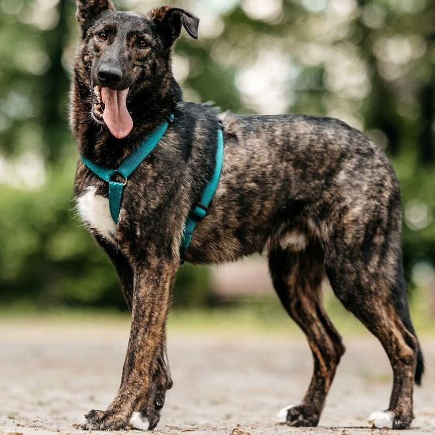 Взрослый пёс в добрые руки