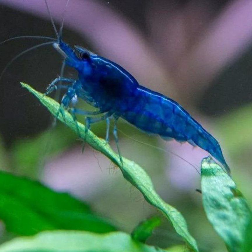 Аквариумные рыбки и креветки