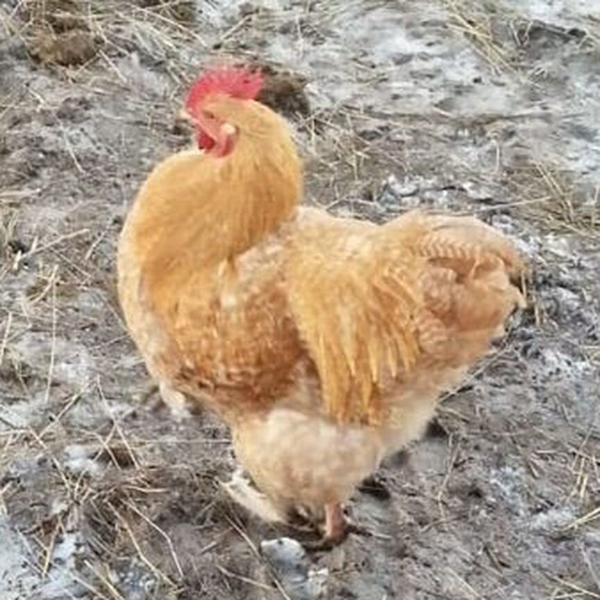 Молодые петухи, кучинский и орпингтон