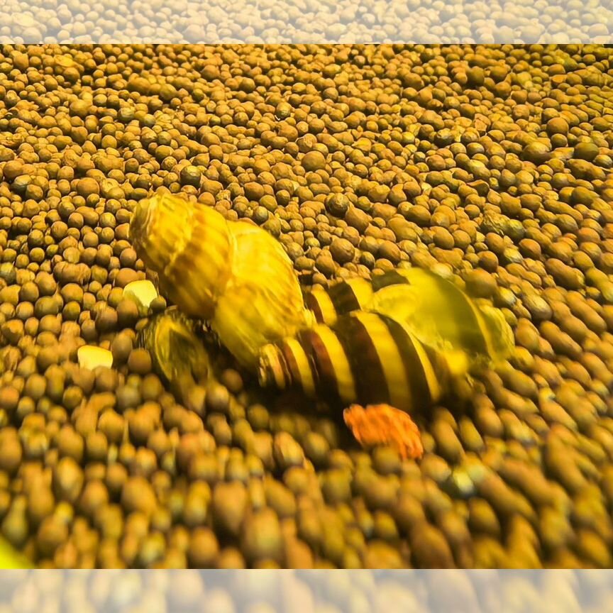 Улитки Хелены обмен