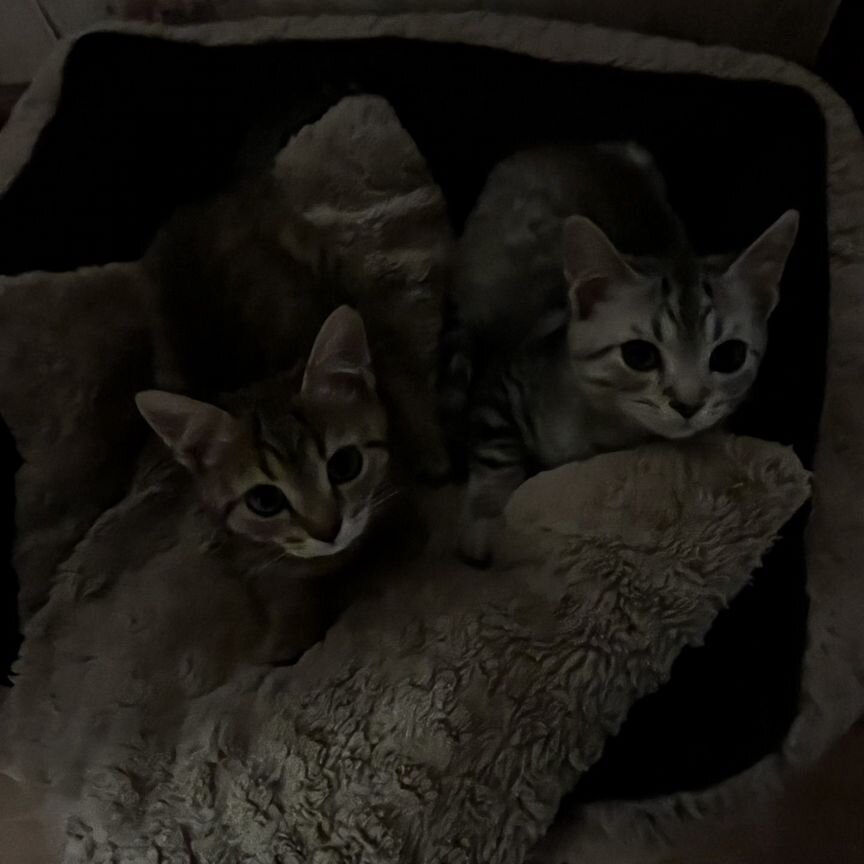 Котята в добрые руки